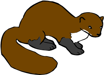 Weasel - Ferret - Free Transparent PNG Download - PNGkey