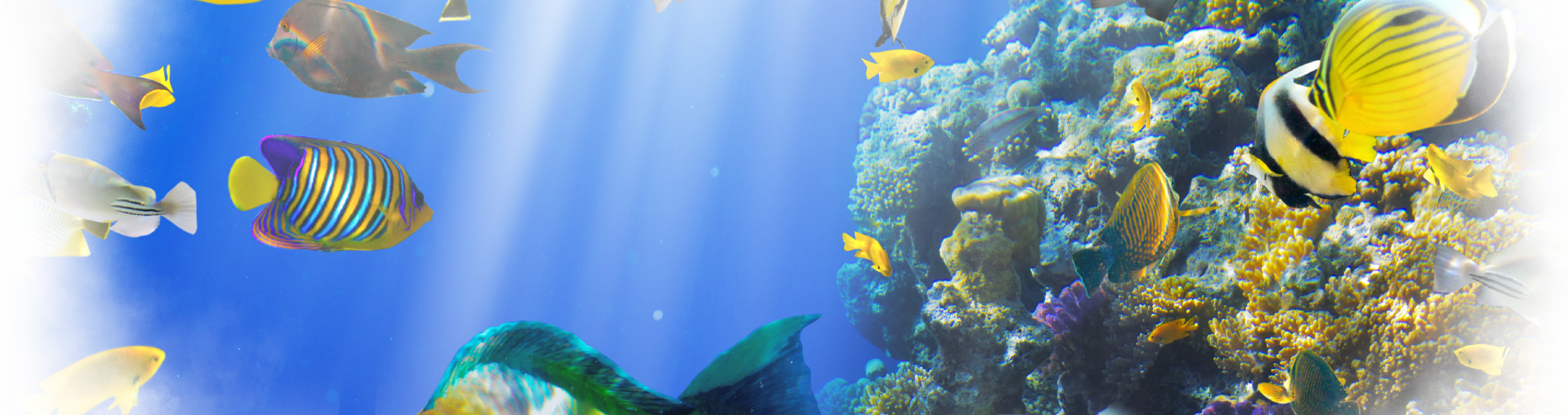 Background Ocean Paradise - Coral Reef Fish - Free Transparent PNG ...