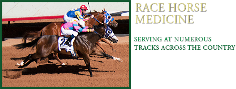 Download Horse Racing PNG Image with No Background - PNGkey.com