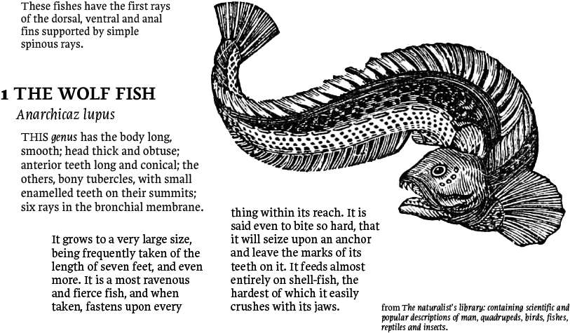 Wolf Fish - Atlantic Wolffish - Free Transparent PNG Download - PNGkey