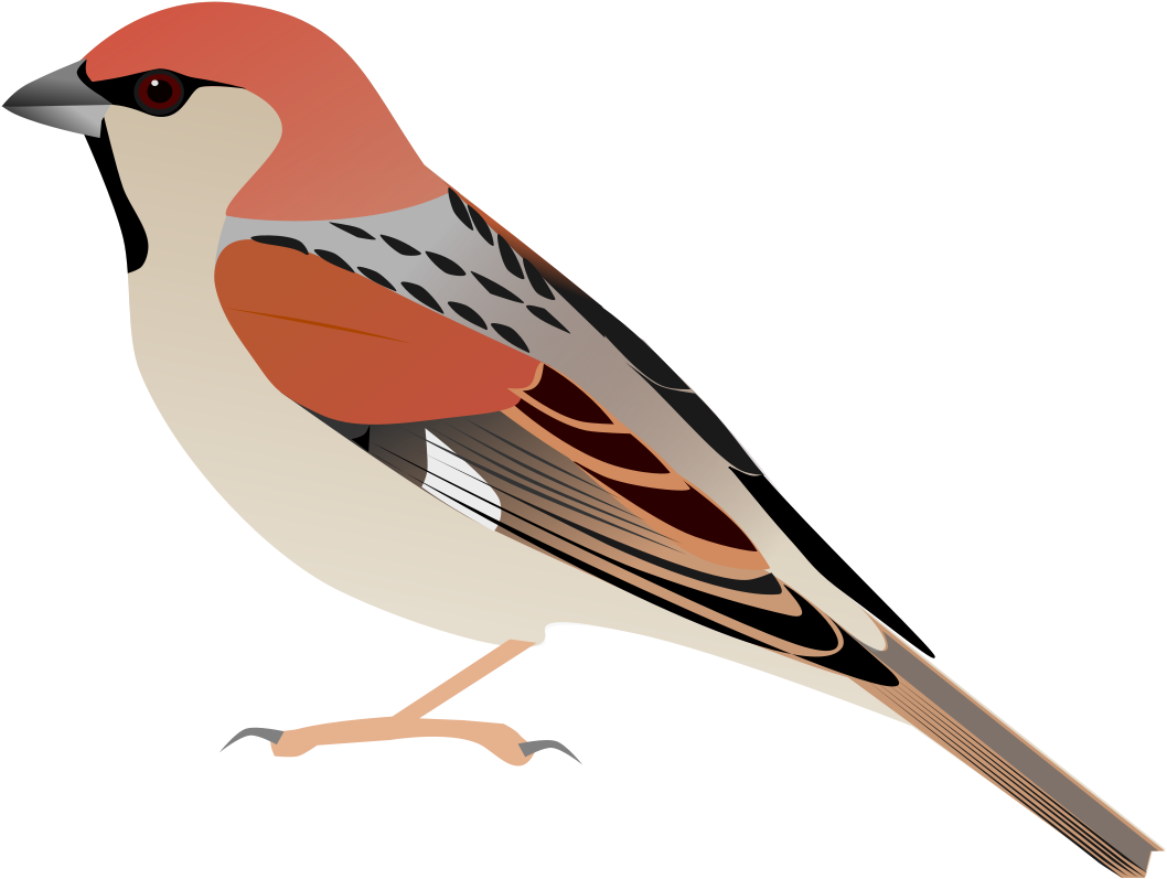 Download Sparrow Vector Png PNG Image with No Background - PNGkey.com