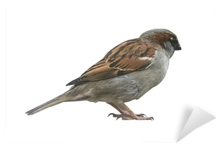 Download Stickers Mus PNG Image with No Background - PNGkey.com