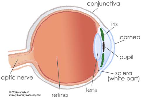 Download The Eye - Conjunctiva In The Eye PNG Image with No Background ...