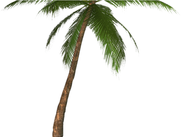 Palm Tree Png Transparent Images - Palm Tree Png Transparent - Free ...