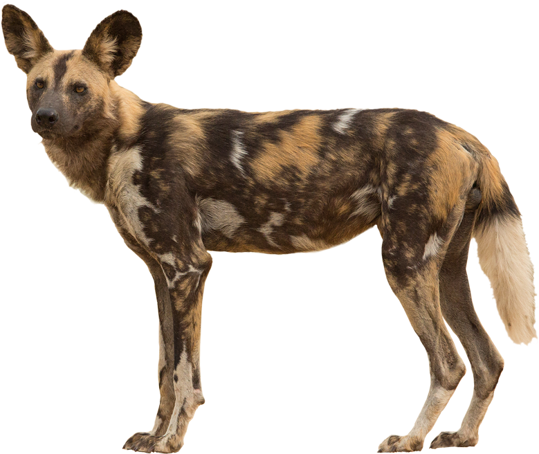 Download Tail - African Wild Dog Transparent PNG Image with No ...