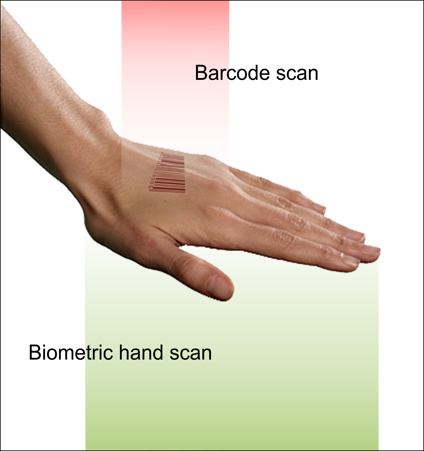 Download Hand With Biometrics And Barcode Mark Being Scanned - Barcode ...