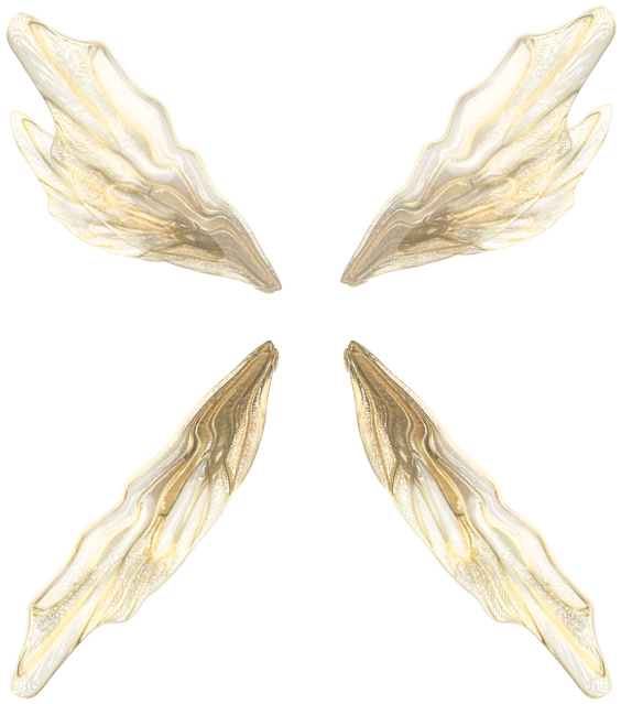 Download Wings - Insect PNG Image with No Background - PNGkey.com