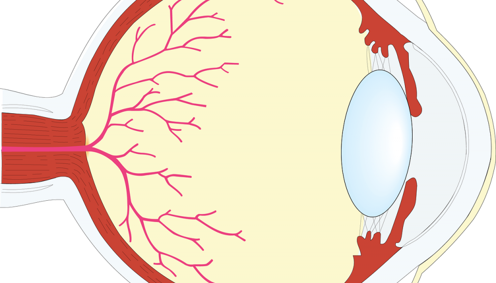 Download The Human Eye - Human Eye PNG Image with No Background ...