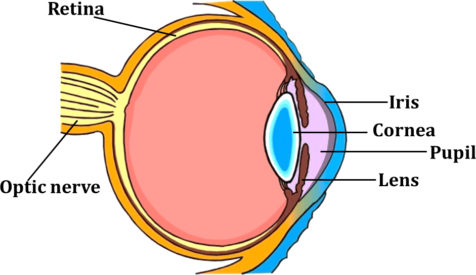 Image Shows Parts Of The Human Eye - Human Eye For Class 5 - Free ...