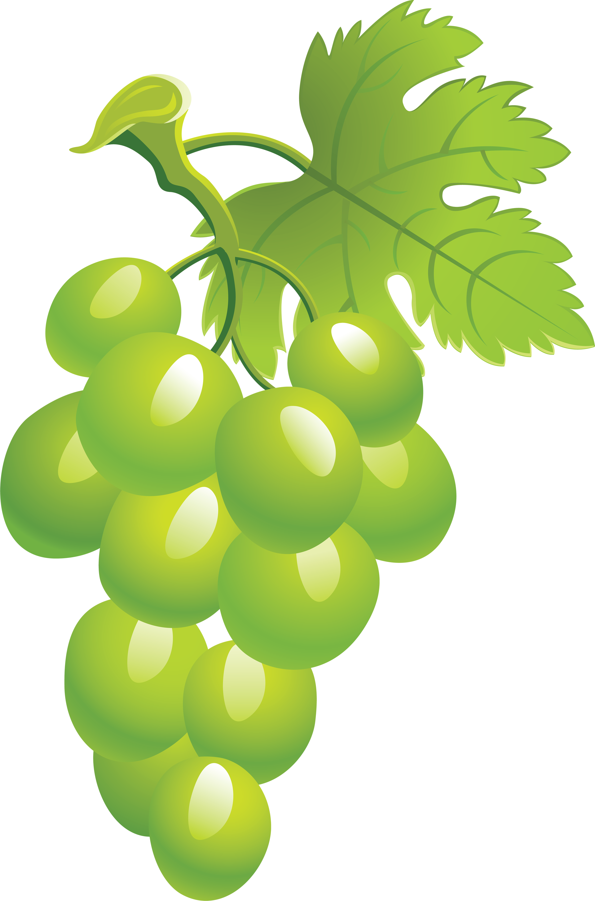 Grapes Clipart Green Grape Picture Png Image - Grape - Free Transparent ...