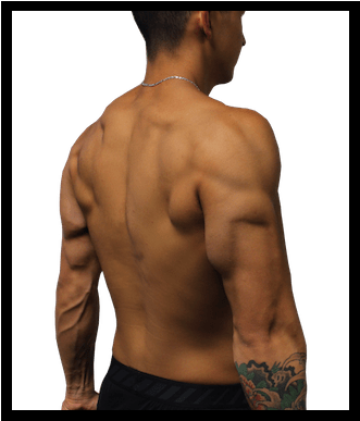 Download Tricep Anatomy - Tricep PNG Image with No Background - PNGkey.com