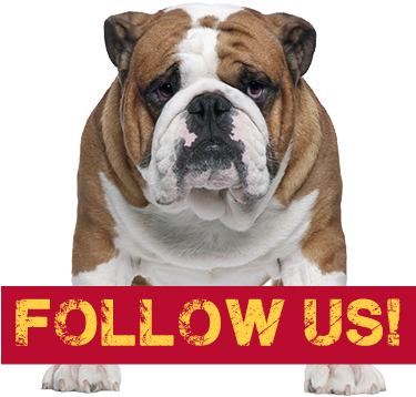 Download Bulldog - " - Bulldog Front PNG Image with No Background ...