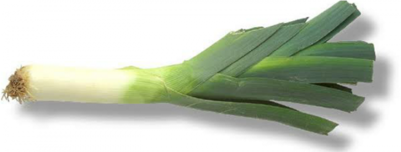 Download Leek 1 Bunch - Leek PNG Image with No Background - PNGkey.com