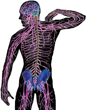 Nervous - Nervous System - Free Transparent PNG Download - PNGkey