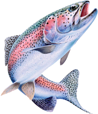 Gandaki Trout Farm - Rainbow Trout - Free Transparent PNG Download - PNGkey