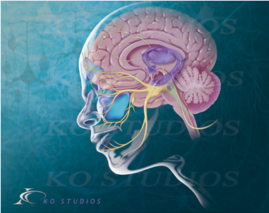Download Limbic System - Illustration PNG Image with No Background ...