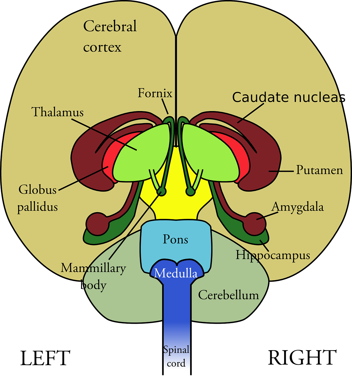 Download The Nerves And The Nervous System - Brain Frontal View Labeled ...