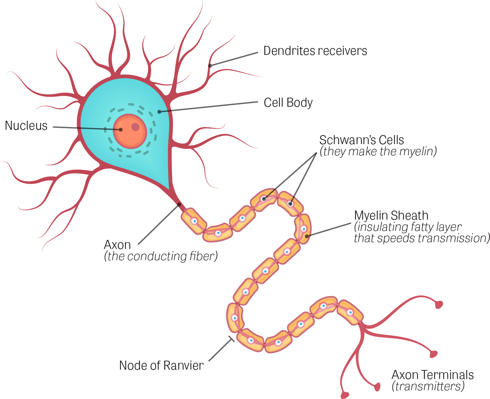 Illustration Of A Neuron, With The Following Components - Human Brain ...
