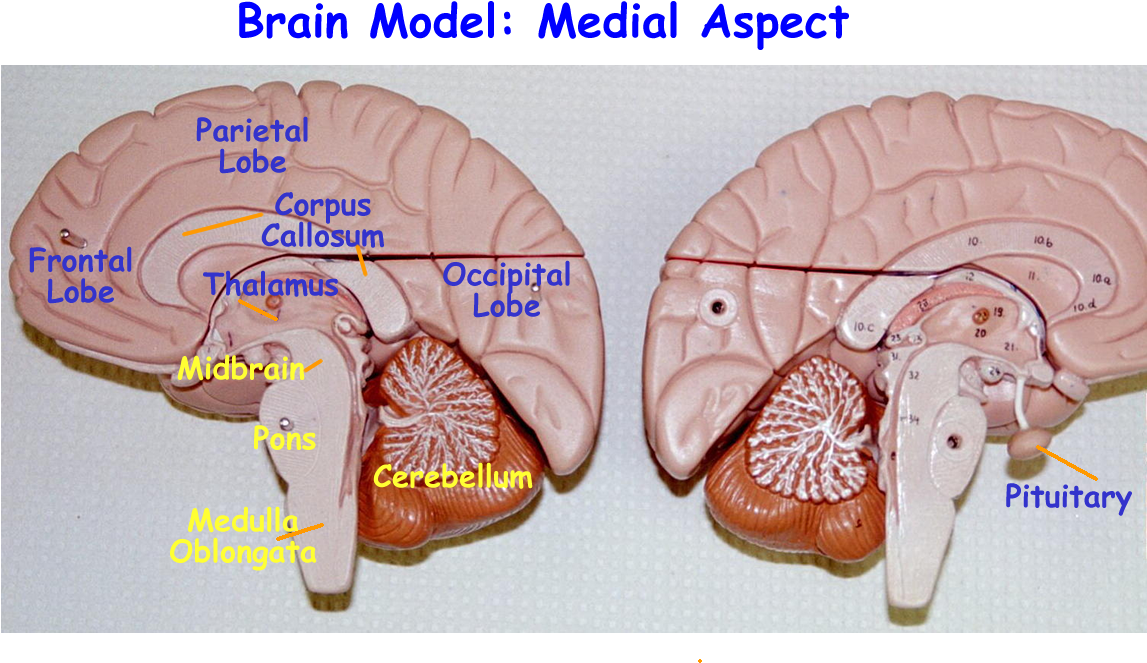 Download Edu Mweis Images Models 2401models Nervous - Cerebral Cortex ...