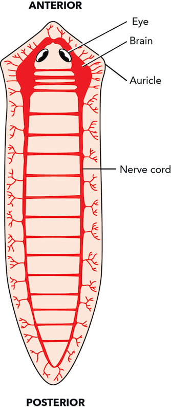 Download Nervous System PNG Image with No Background - PNGkey.com