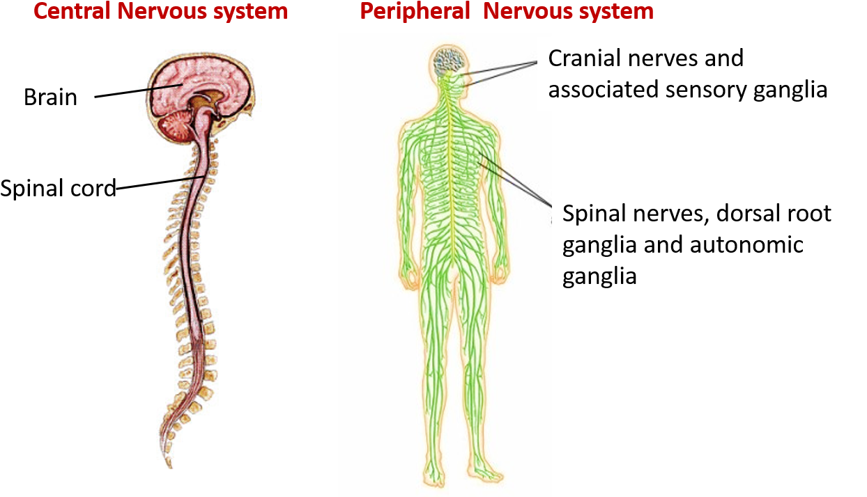 Central And Peripheral Nervous System - Brain And Spinal Cord - Free ...