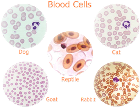 Download Notice That Reptilian Red Blood Cells Are Oval And - Red Blood ...
