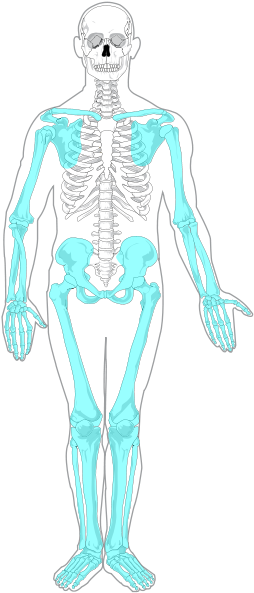 Download Axial And Appendicular Skeleton Without Labels PNG Image with ...