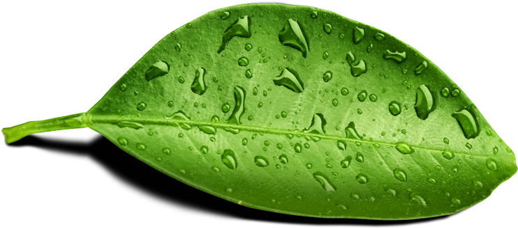 Download Lead Generation - Leaf With Water Drop Png PNG Image with No ...