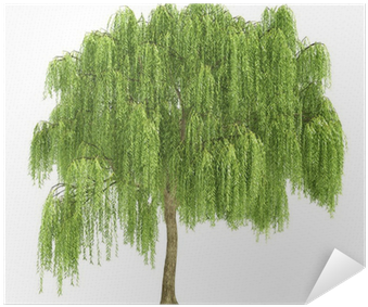Download Willow Tree Cut Out PNG Image with No Background - PNGkey.com