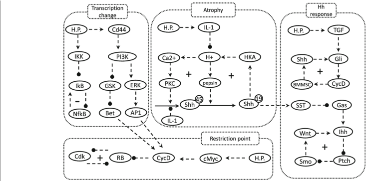 Download Nodes Represent The Model Components, Arrows Indicate ...