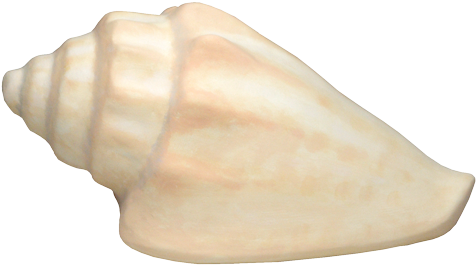 Conch Shell Biodegradable Urn - Urn - Free Transparent PNG Download ...