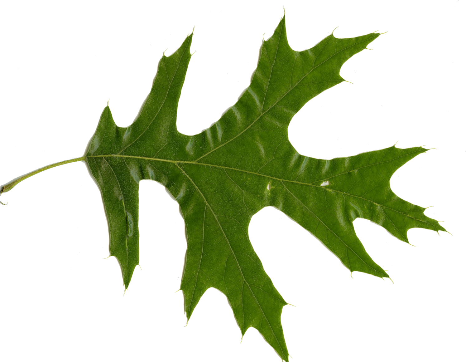 Download Quercus Rubra - Red Oak Leaf PNG Image with No Background ...