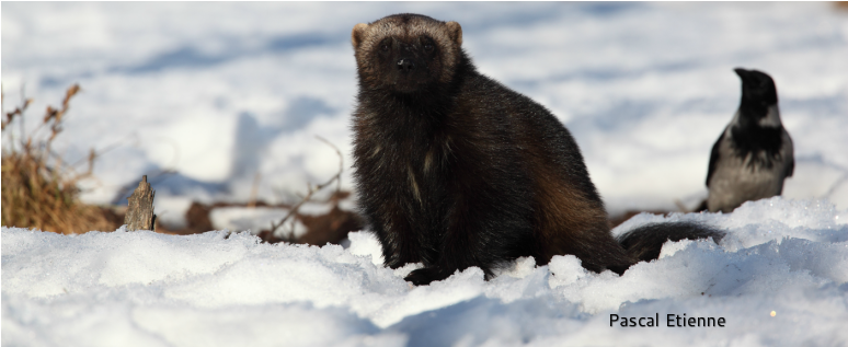 Download The Wolverine Is The Largest Terrestrial Member Of - Ecology ...