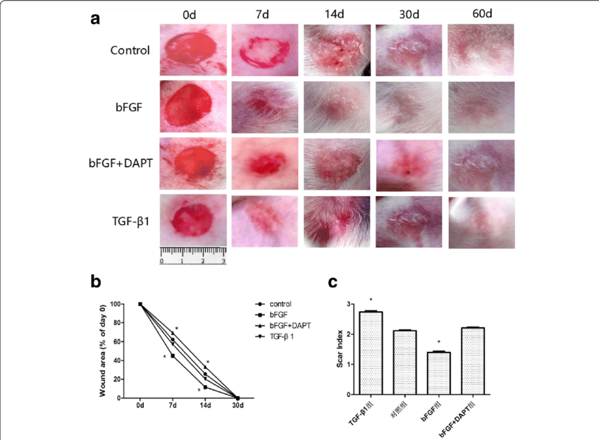 Download Full-thickness Dermal Wounds Were Induced In Rabbit - Wound ...