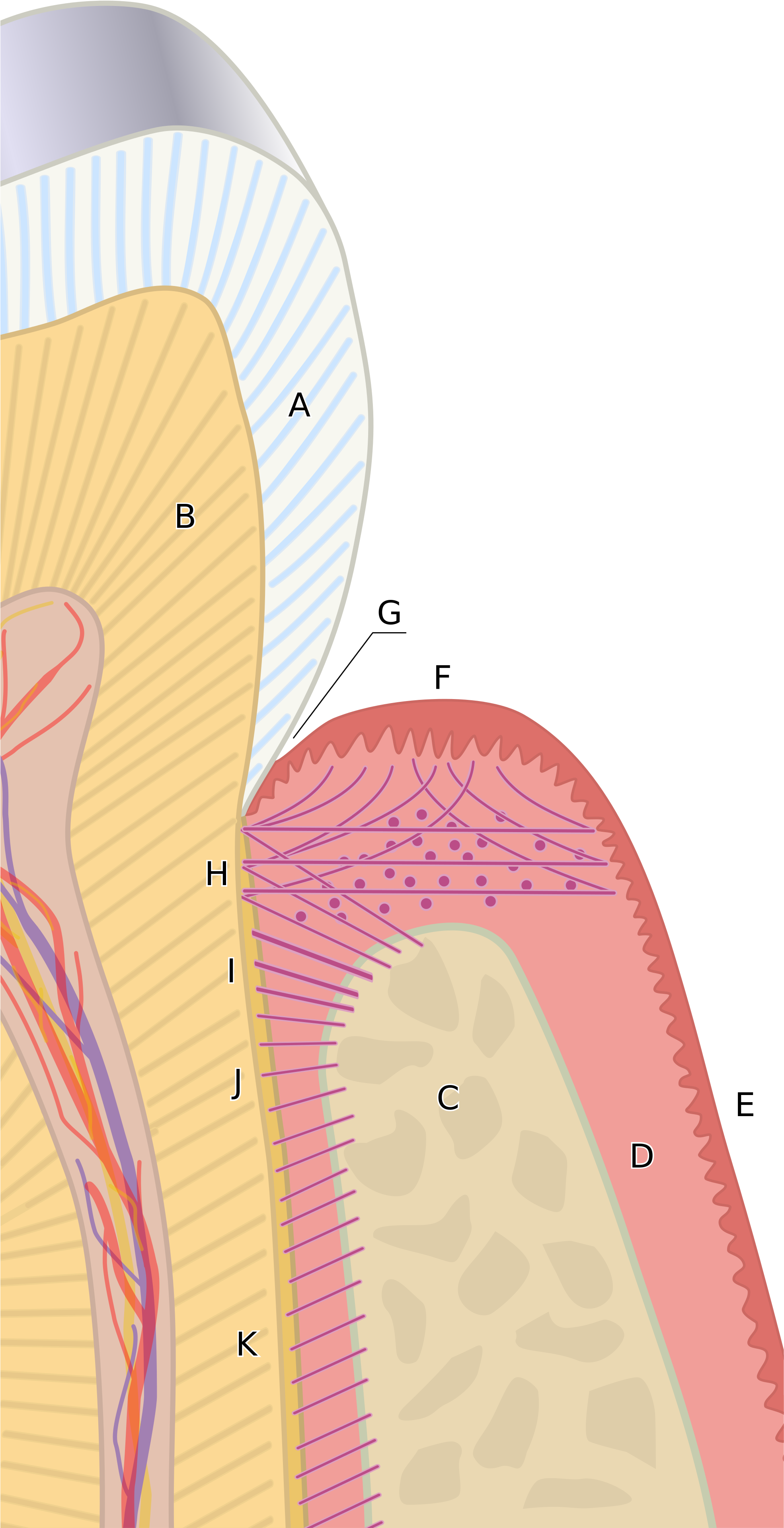 A Diagram Of The Periodontium - Gingival Sulcus - Free Transparent PNG ...