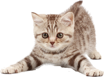Download Visit - Imagen De Gatito Png PNG Image with No Background ...