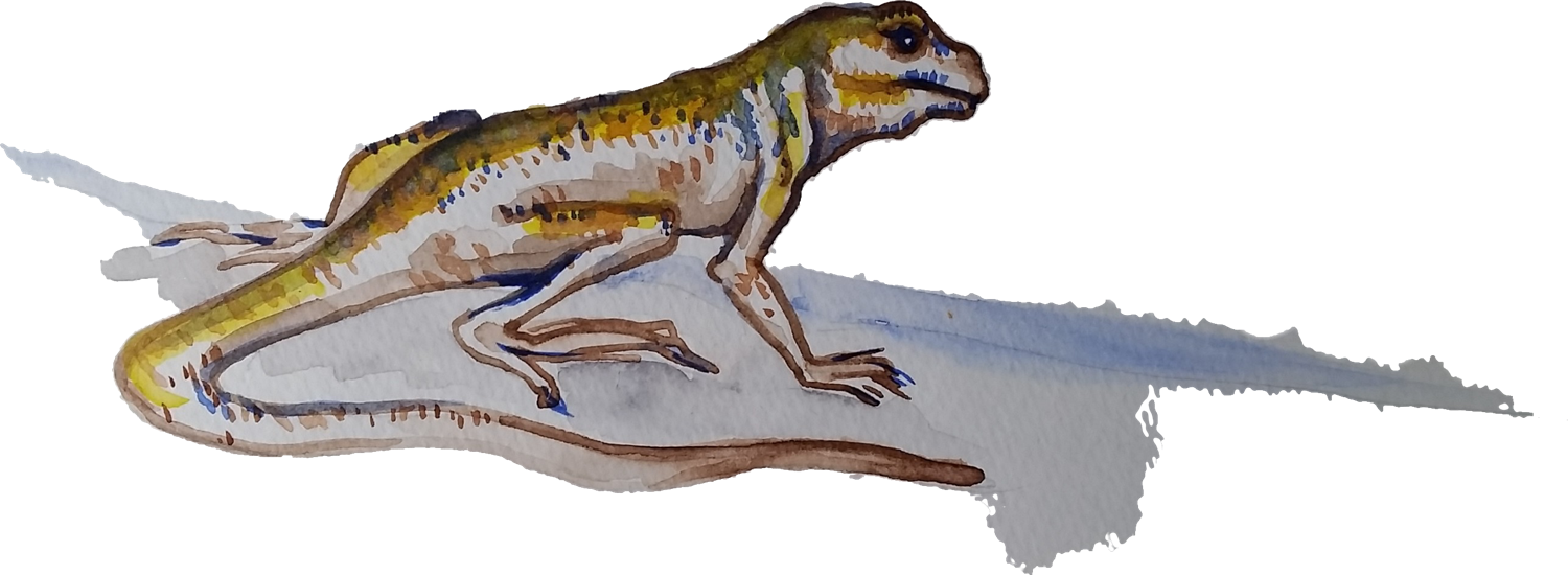 Download Lizzard Basking On A Rock - Eastern Newt PNG Image with No Background - PNGkey.com