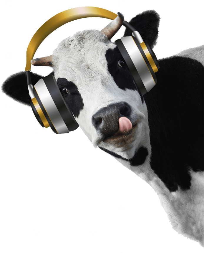 Cow Head Transparent Background - Free Transparent PNG Download - PNGkey