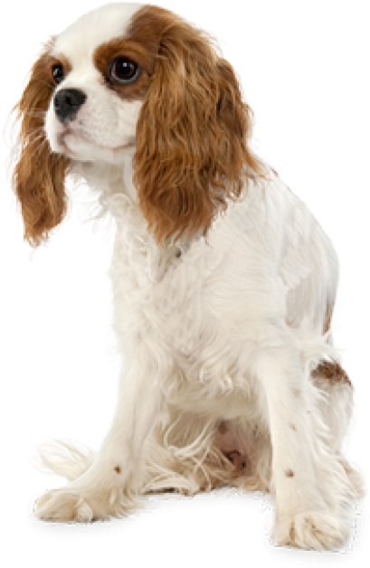 Download Cute Puppy Png - Cavalier King Charles Spaniel Transparent ...