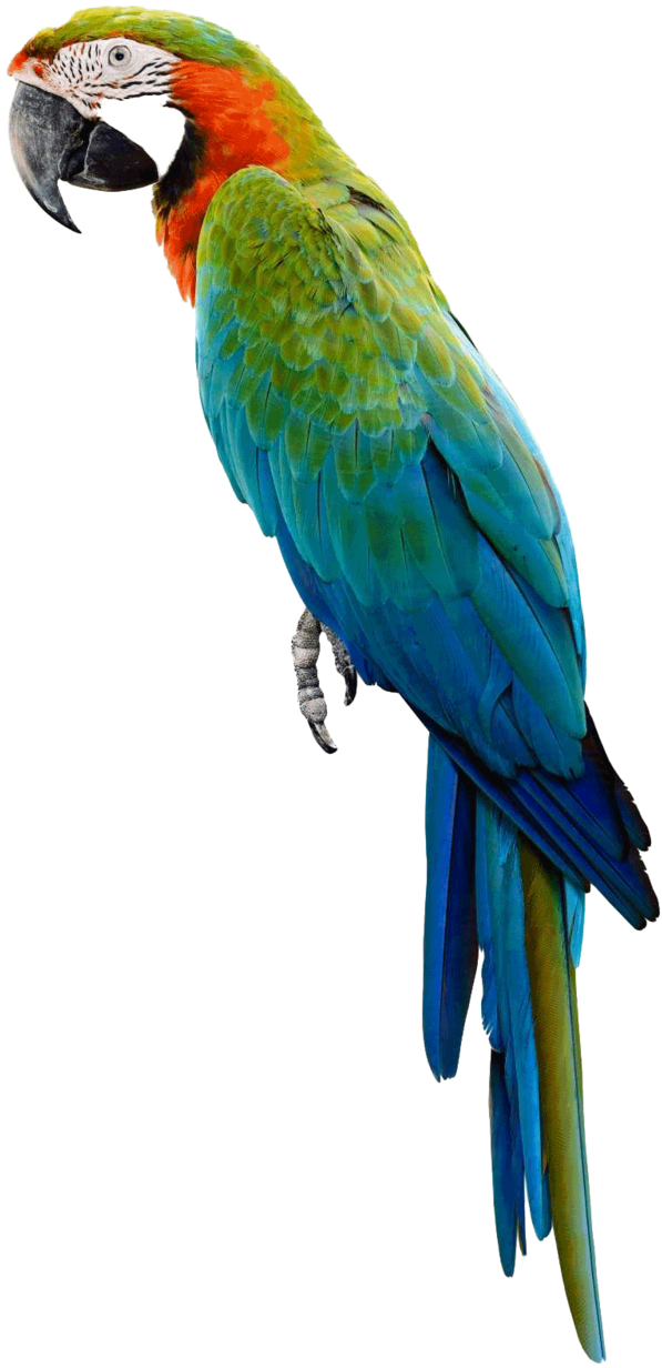 Download Transparent Background Parrot Png PNG Image with No Background ...