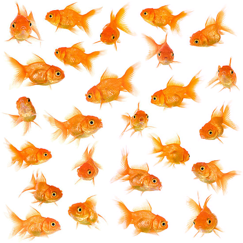 Little Fish Big Fish Swimming In The Water - Goldfish - Free ...