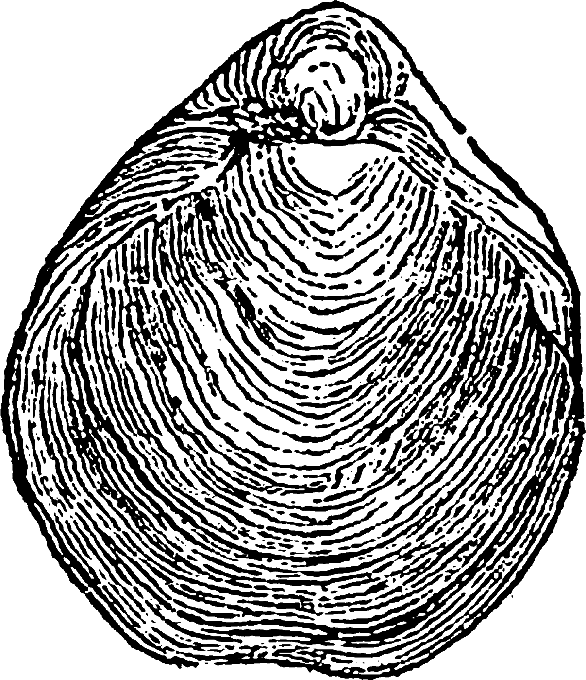 Download Shell Digital Stamp Downloads - Digital Stamp PNG Image with ...