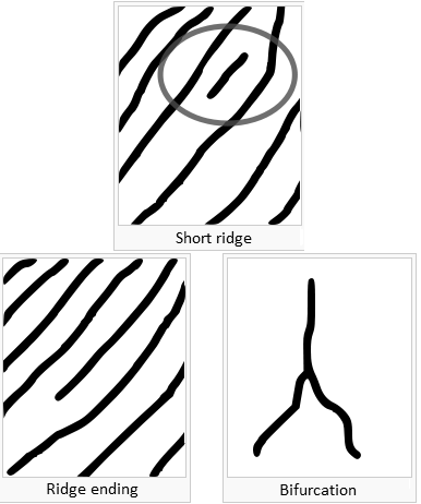 Download Ridge Patterns - - Short Ridge Fingerprint PNG Image with No ...