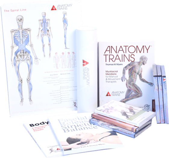 Download Anatomy Trains For Movement Therapy - Anatomy Trains 3e By ...