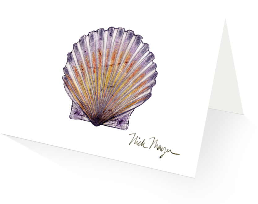 Download Scallop - Shell PNG Image with No Background - PNGkey.com