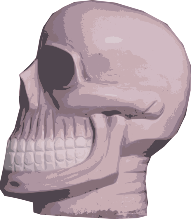 Nose Skeleton Skull Jaw Mouth - Skull - Free Transparent PNG Download ...