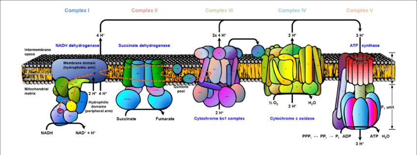 Electron Transport Chain Complexes