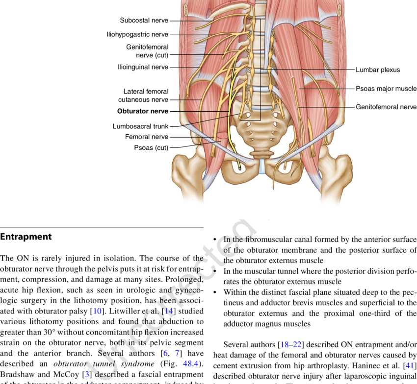 2 Anatomy Of The Pelvic Nerves 48 Obturator Nerve Entrapment ...