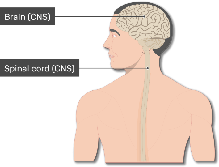 An Image Of The Body Showing The Spinal Cord, Brain, - Nervous System ...