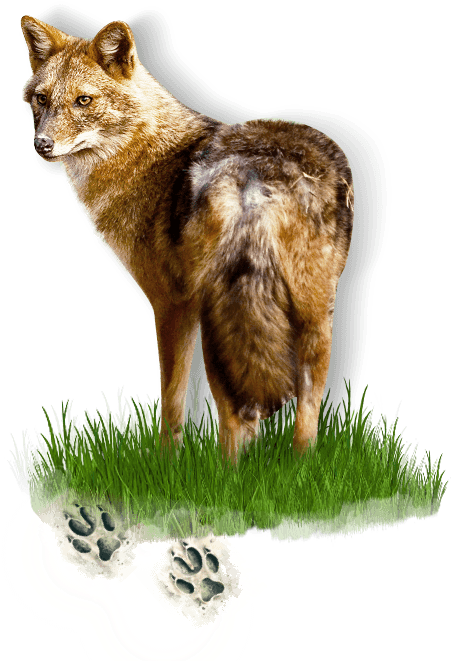 Download Golden Jackal - Sakal PNG Image with No Background - PNGkey.com